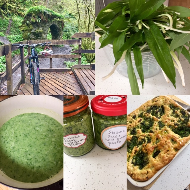 Foraging for local wild garlic - Pinewood Steading